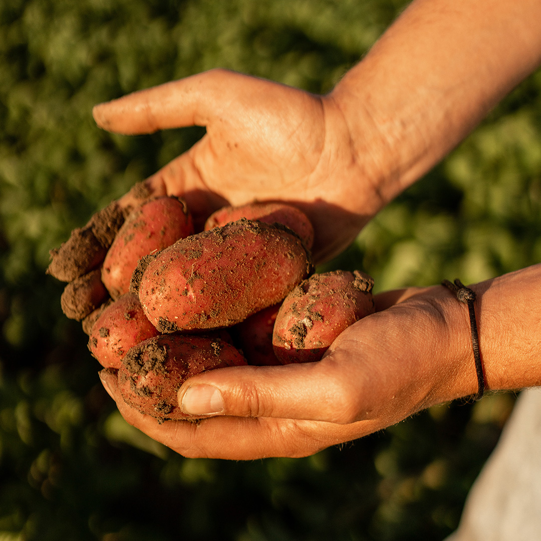 Een duurzaam maaltijdconcept van gezonde grond – Distrivers